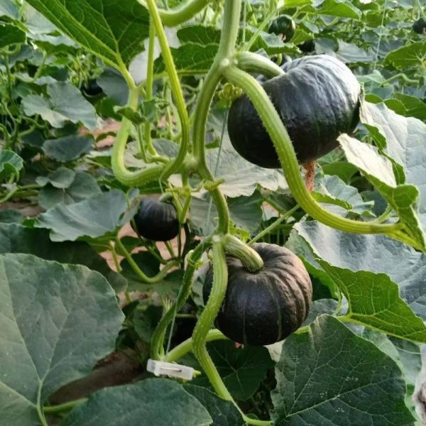 绿色小南瓜怎么蒸_绿色小南瓜蒸多久才熟-第2张图片-山城妙识 绿色小南瓜怎么蒸_绿色小南瓜蒸多久才熟-第2张图片-山城妙识