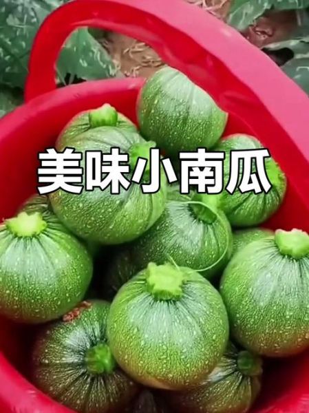 绿色小南瓜怎么蒸_绿色小南瓜蒸多久才熟-第1张图片-山城妙识 绿色小南瓜怎么蒸_绿色小南瓜蒸多久才熟-第1张图片-山城妙识