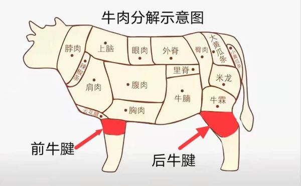 牛腱子肉是哪个部位图_前腱后腱怎么区分-第2张图片-山城妙识