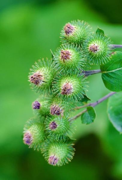 牛蒡子有什么功效与作用_牛蒡子怎么吃效果最好-第1张图片-山城妙识