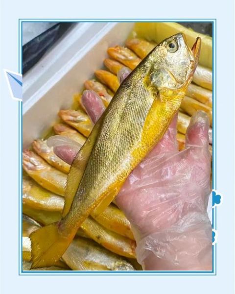 6斤大黄鱼多少钱一斤_大黄鱼价格行情-第3张图片-山城妙识