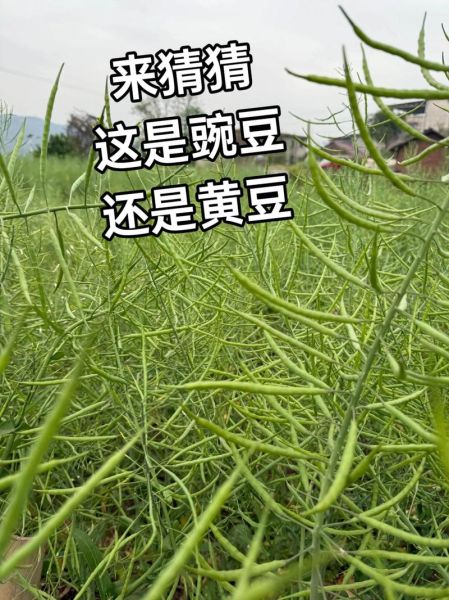 豌豆和黄豆的区别_哪个营养更高-第2张图片-山城妙识 豌豆和黄豆的区别_哪个营养更高-第2张图片-山城妙识