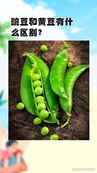 豌豆和黄豆的区别_哪个营养更高-第3张图片-山城妙识 豌豆和黄豆的区别_哪个营养更高-第3张图片-山城妙识