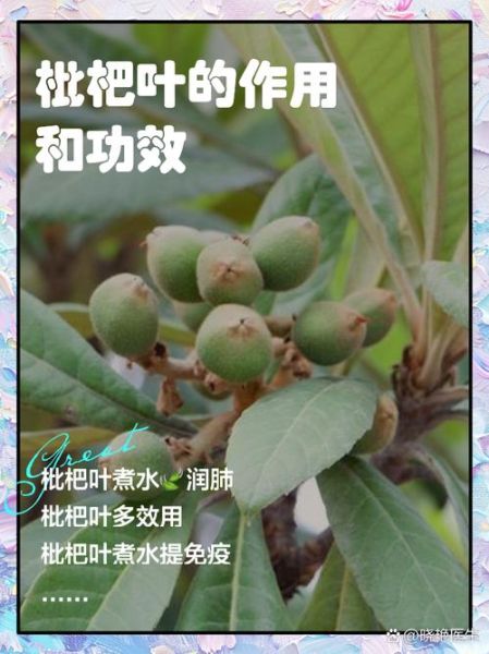 枇杷叶的功效与作用_枇杷叶的副作用有哪些-第1张图片-山城妙识