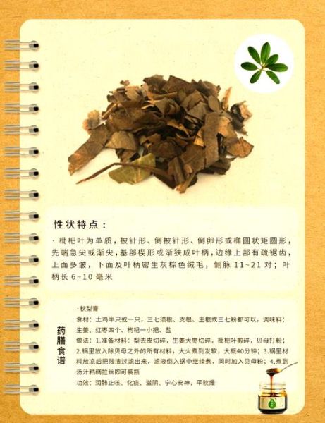 枇杷叶的功效与作用_枇杷叶的副作用有哪些-第2张图片-山城妙识