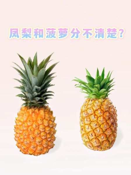 菠萝英语发音示范_菠萝怎么读-第2张图片-山城妙识