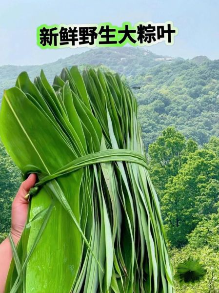 粽巴叶是什么植物_粽巴叶图片怎么识别-第3张图片-山城妙识 粽巴叶是什么植物_粽巴叶图片怎么识别-第3张图片-山城妙识