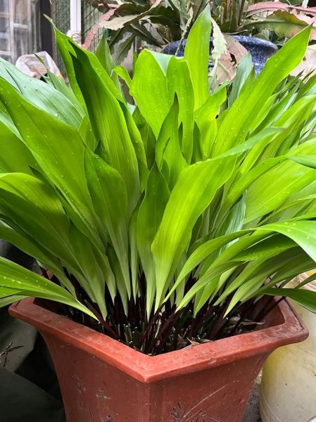 粽巴叶是什么植物_粽巴叶图片怎么识别-第1张图片-山城妙识 粽巴叶是什么植物_粽巴叶图片怎么识别-第1张图片-山城妙识