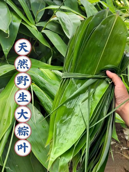 粽巴叶是什么植物_粽巴叶图片怎么识别-第2张图片-山城妙识 粽巴叶是什么植物_粽巴叶图片怎么识别-第2张图片-山城妙识