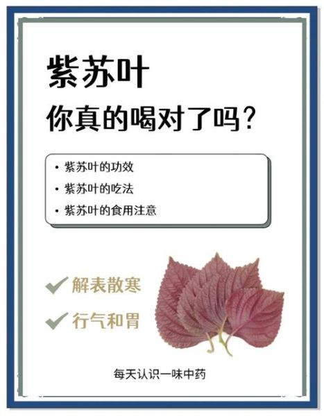 紫苏叶的功效与作用及禁忌_紫苏叶哪些人不能吃-第2张图片-山城妙识
