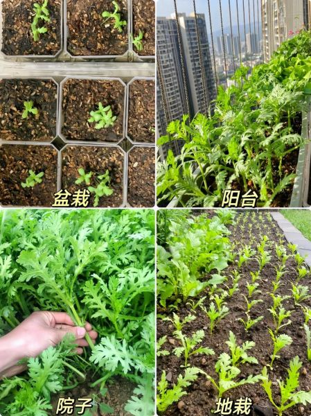 皇帝菜和茼蒿的区别图_皇帝菜就是茼蒿吗-第1张图片-山城妙识