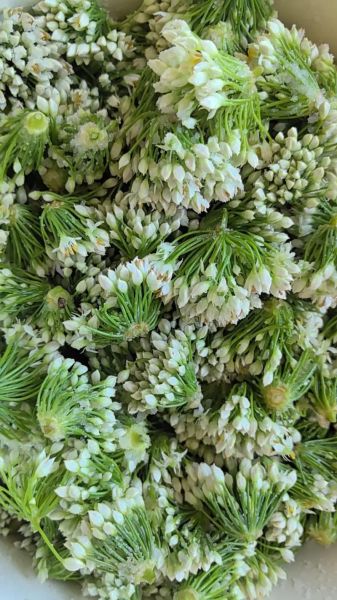 韭菜花怎么做_韭菜花腌制保存多久-第2张图片-山城妙识