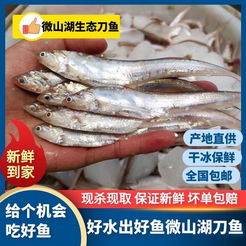 淡水刀鱼图片大全大图_淡水刀鱼高清图鉴-第2张图片-山城妙识