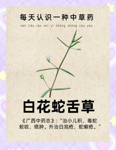 白花蛇草的功效与作用_白花蛇草能治哪些病-第3张图片-山城妙识 白花蛇草的功效与作用_白花蛇草能治哪些病-第3张图片-山城妙识