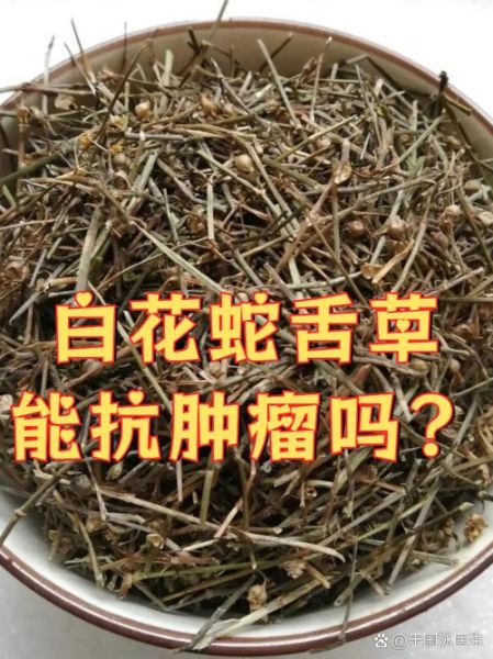 白花蛇草的功效与作用_白花蛇草能治哪些病-第2张图片-山城妙识 白花蛇草的功效与作用_白花蛇草能治哪些病-第2张图片-山城妙识