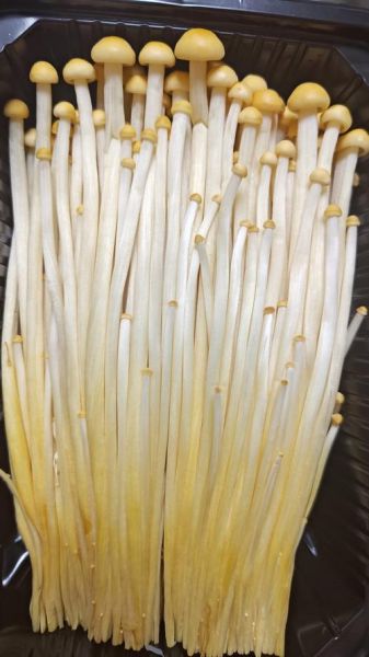 金针菇的功效与作用_金针菇的禁忌人群有哪些-第1张图片-山城妙识