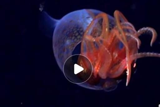 大王乌贼和大王酸浆鱿的区别_谁才是深海巨兽之王-第1张图片-山城妙识