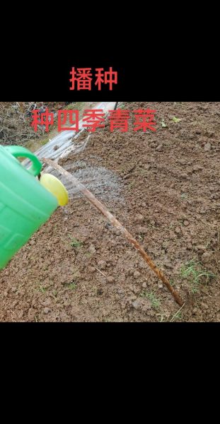 青菜怎么种_青菜种植时间和方法-第3张图片-山城妙识 青菜怎么种_青菜种植时间和方法-第3张图片-山城妙识