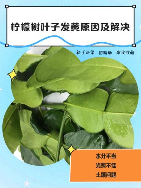 柠檬叶子发黄怎么办_柠檬叶子发黄的原因-第2张图片-山城妙识