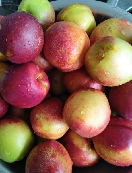 桃罐头什么梗_桃罐头梗出处-第2张图片-山城妙识