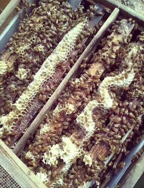 蜂花粉怎么吃_蜂花粉一天吃几次-第1张图片-山城妙识 蜂花粉怎么吃_蜂花粉一天吃几次-第1张图片-山城妙识