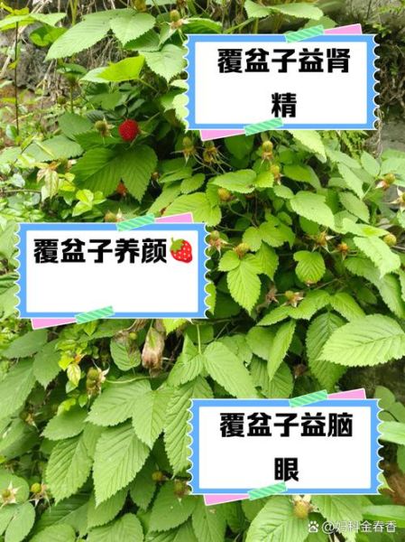 覆盆子功效与作用_覆盆子用法用量-第3张图片-山城妙识