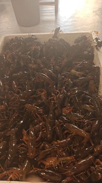 活龙虾图片大全大图真实_活龙虾怎么挑选-第2张图片-山城妙识