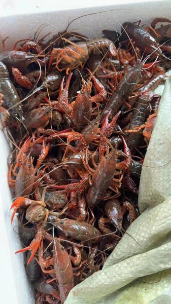 活龙虾图片大全大图真实_活龙虾怎么挑选-第3张图片-山城妙识