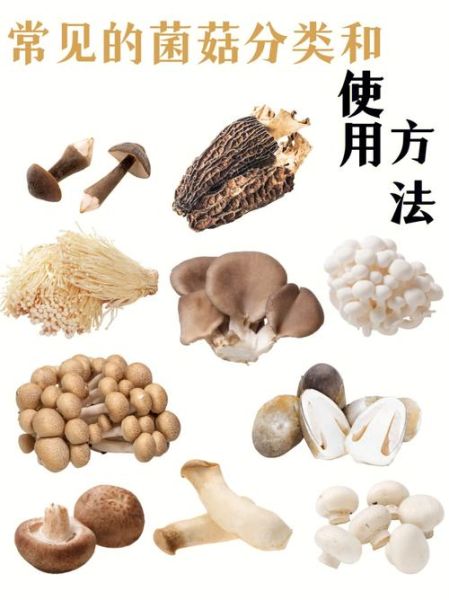 菌类干货大全_如何挑选与保存-第1张图片-山城妙识