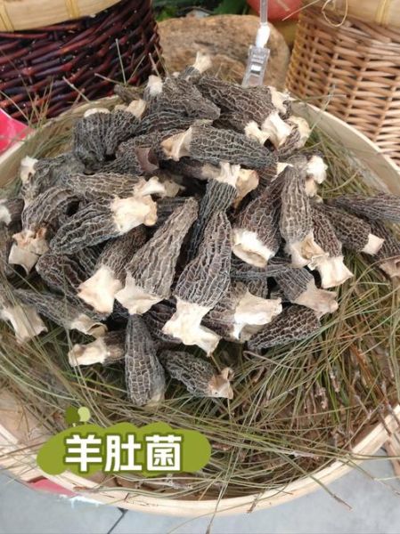 菌类干货大全_如何挑选与保存-第2张图片-山城妙识