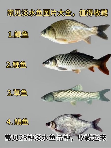 淡水鱼种类大全图片及名称_如何快速识别常见淡水鱼-第3张图片-山城妙识 淡水鱼种类大全图片及名称_如何快速识别常见淡水鱼-第3张图片-山城妙识