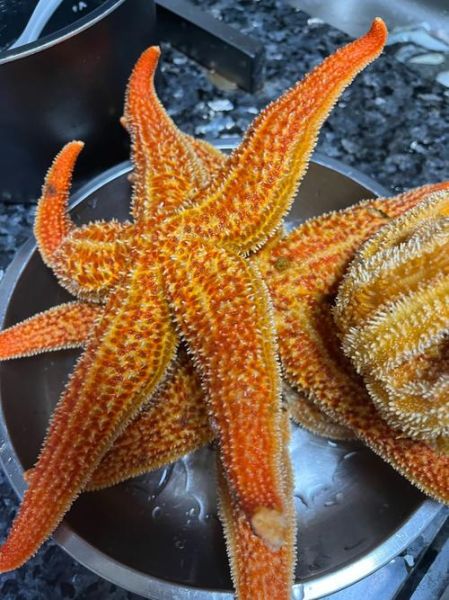 海星是食肉动物吗_海星吃什么食物-第3张图片-山城妙识