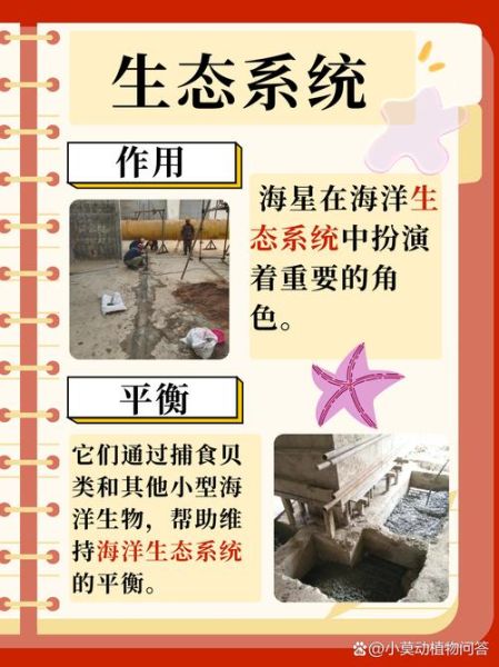 海星是食肉动物吗_海星吃什么食物-第2张图片-山城妙识