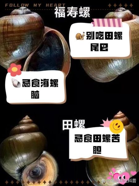 田螺的功效与禁忌_哪些人不能吃田螺-第1张图片-山城妙识 田螺的功效与禁忌_哪些人不能吃田螺-第1张图片-山城妙识