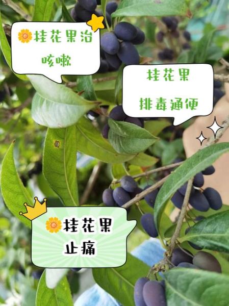 桂花果的功效与作用_桂花果怎么吃最好-第1张图片-山城妙识