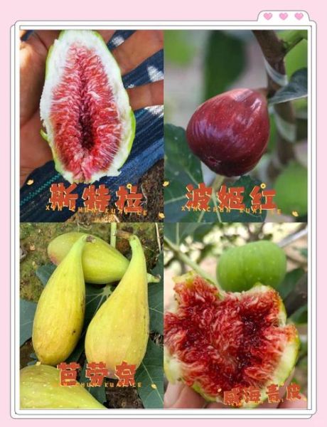 爱玉果是无花果吗_爱玉果和无花果的区别-第2张图片-山城妙识 爱玉果是无花果吗_爱玉果和无花果的区别-第2张图片-山城妙识