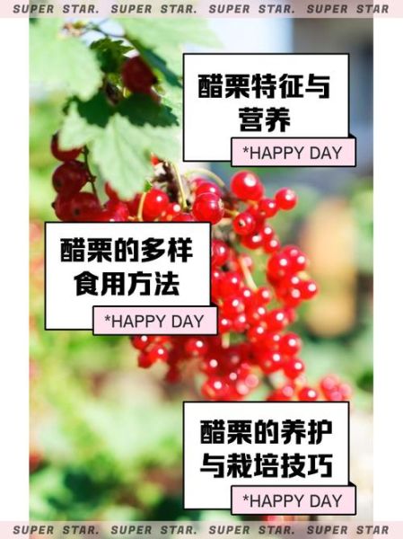 黑醋栗的功效与作用_黑醋栗怎么吃效果最好-第3张图片-山城妙识