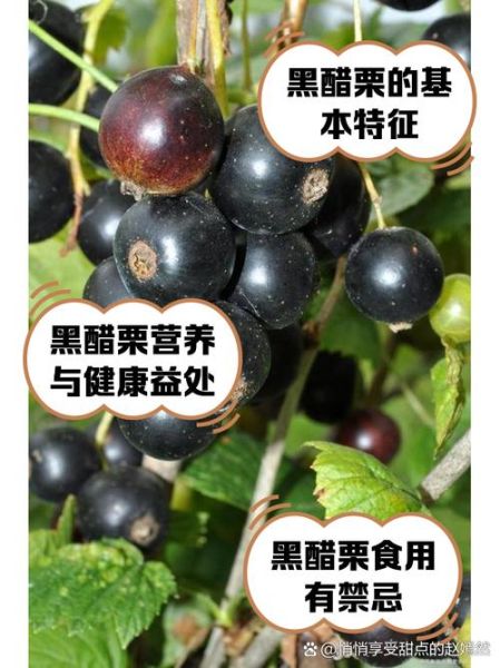 黑醋栗的功效与作用_黑醋栗怎么吃效果最好-第1张图片-山城妙识