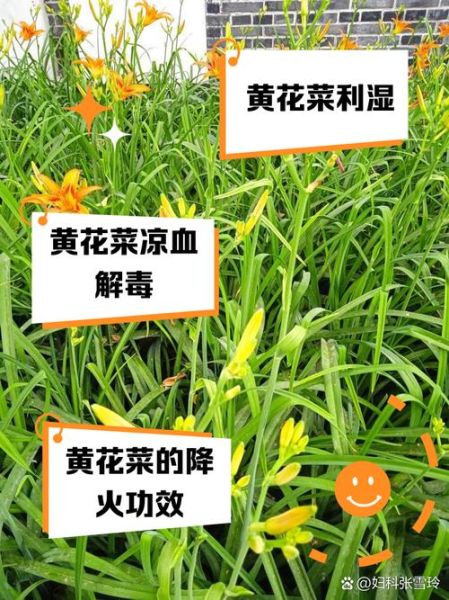 黄花菜的功效与作用是什么_黄花菜怎么吃最营养-第1张图片-山城妙识