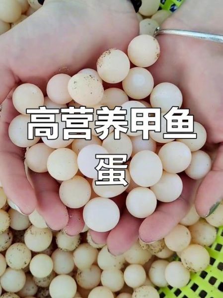 甲鱼蛋的副作用有哪些_甲鱼蛋吃多了会怎样-第2张图片-山城妙识 甲鱼蛋的副作用有哪些_甲鱼蛋吃多了会怎样-第2张图片-山城妙识