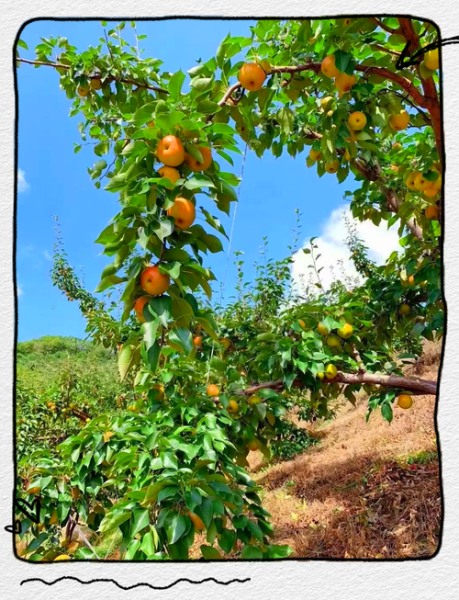 南果梨产地在哪里_南果梨什么时候成熟-第1张图片-山城妙识 南果梨产地在哪里_南果梨什么时候成熟-第1张图片-山城妙识