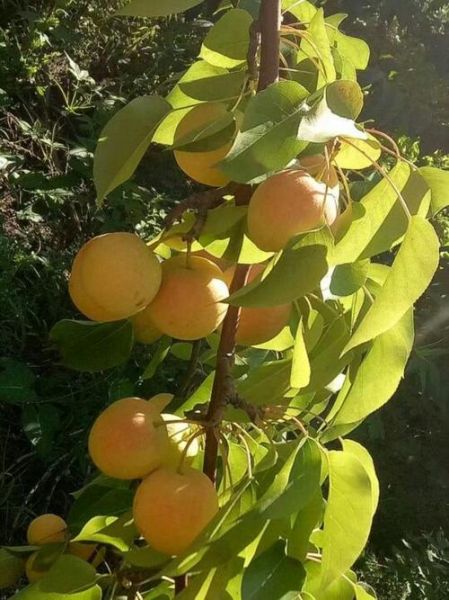 南果梨产地在哪里_南果梨什么时候成熟-第2张图片-山城妙识 南果梨产地在哪里_南果梨什么时候成熟-第2张图片-山城妙识