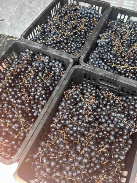 酿葡萄酒用什么葡萄最好_家庭自酿选哪种品种-第3张图片-山城妙识