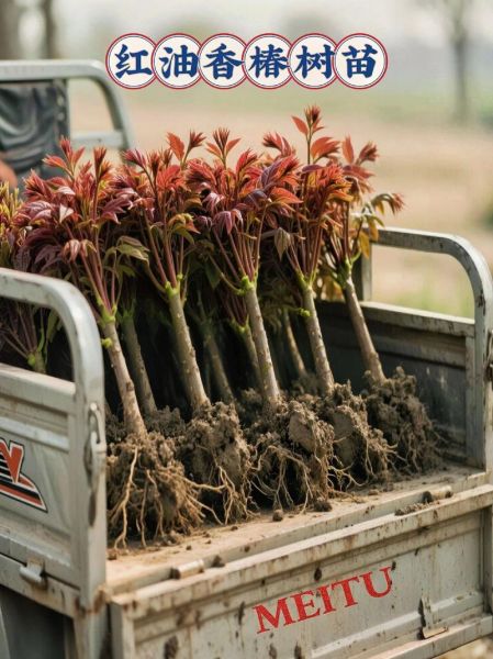 露天种香椿一亩多少棵_香椿种植密度怎么算-第2张图片-山城妙识