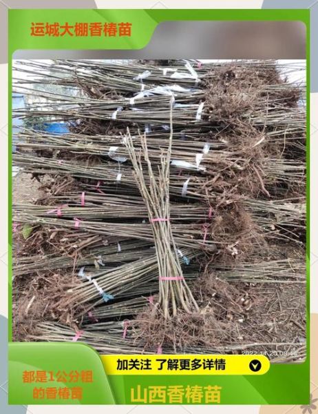 露天种香椿一亩多少棵_香椿种植密度怎么算-第1张图片-山城妙识