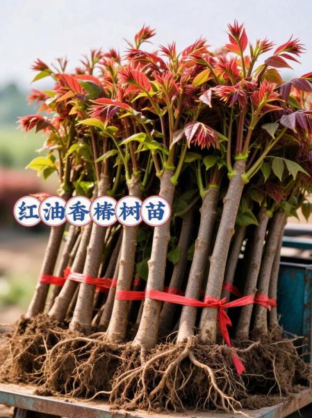 露天种香椿一亩多少棵_香椿种植密度怎么算-第3张图片-山城妙识