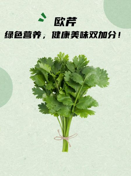 欧芹和西芹的区别_哪个更好吃-第1张图片-山城妙识