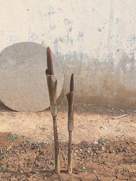 魔芋是什么科_魔芋是天南星科植物吗-第1张图片-山城妙识