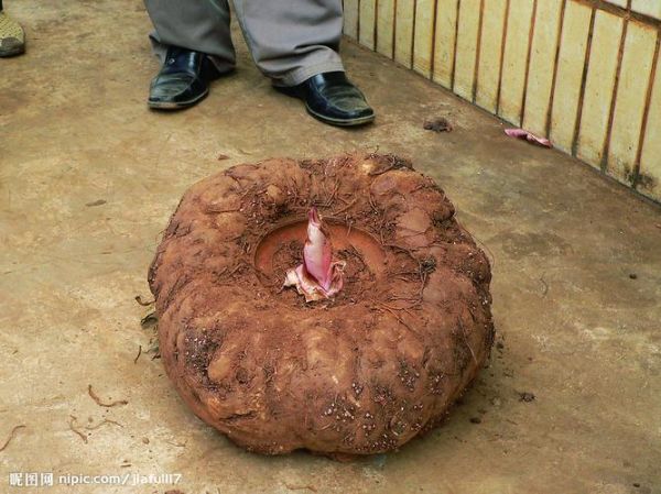 魔芋是什么科_魔芋是天南星科植物吗-第2张图片-山城妙识