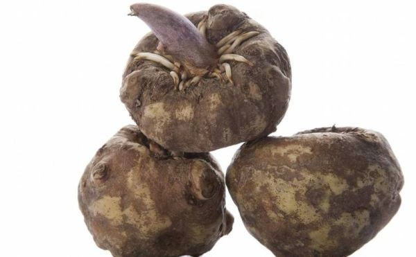 魔芋是什么科_魔芋是天南星科植物吗-第3张图片-山城妙识